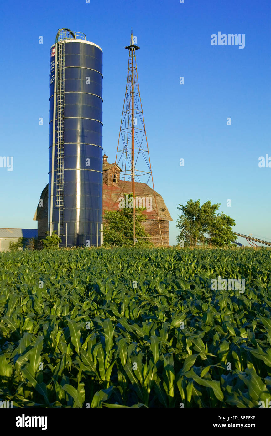 Field of corn with a blue silo and old barn on a farm Stock Photo - Alamy