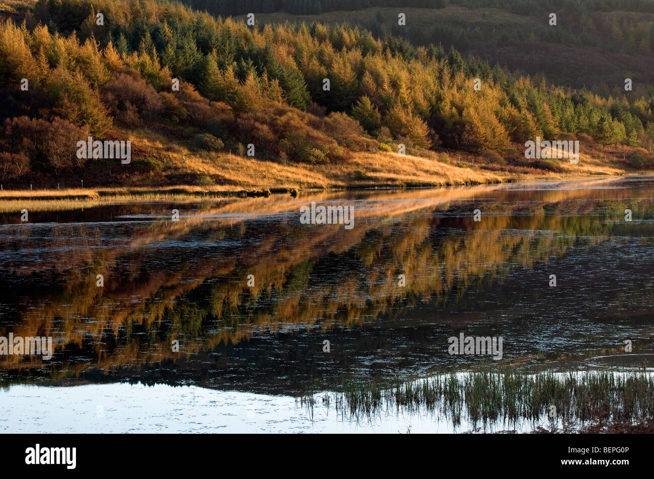 larch trees reflection in loch, isle of mull, scotland Stock Photo - Alamy