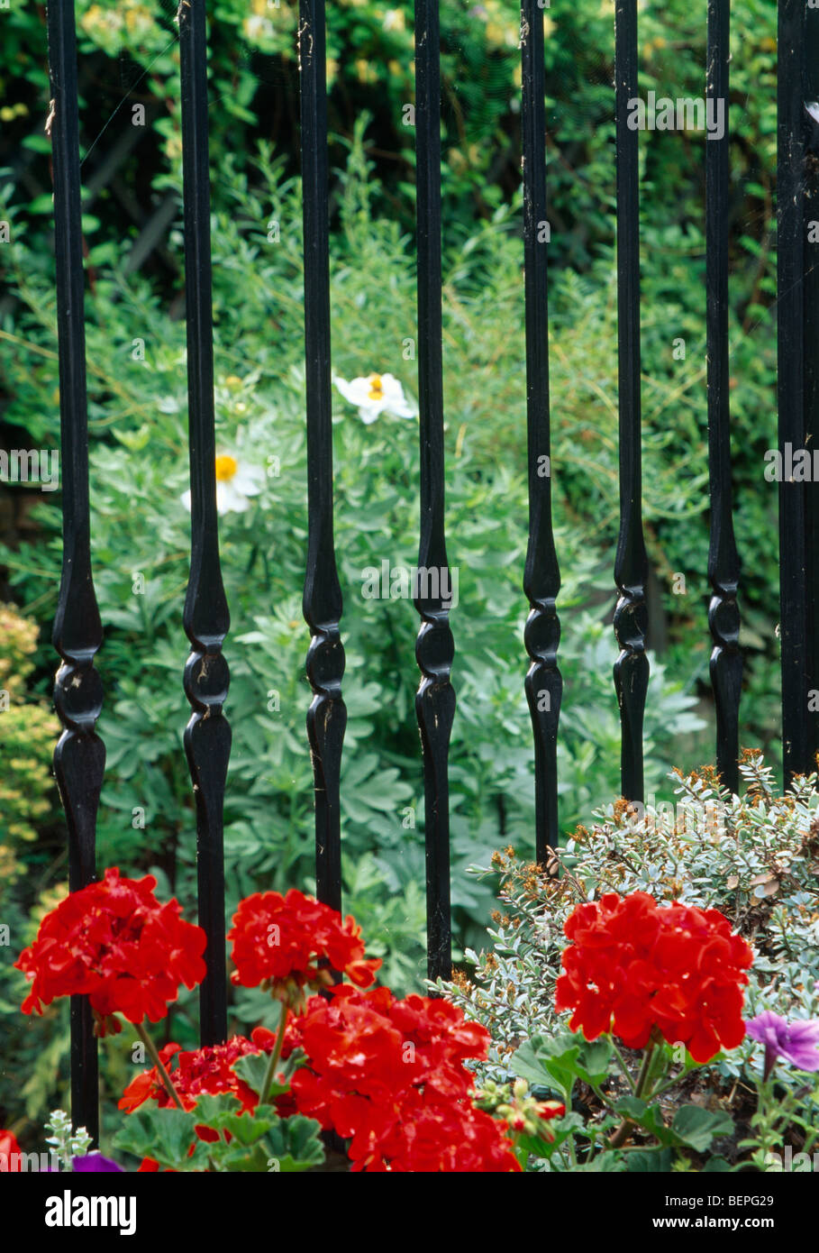 Red geraniums growing in border in front of black cast-iron railings in ...