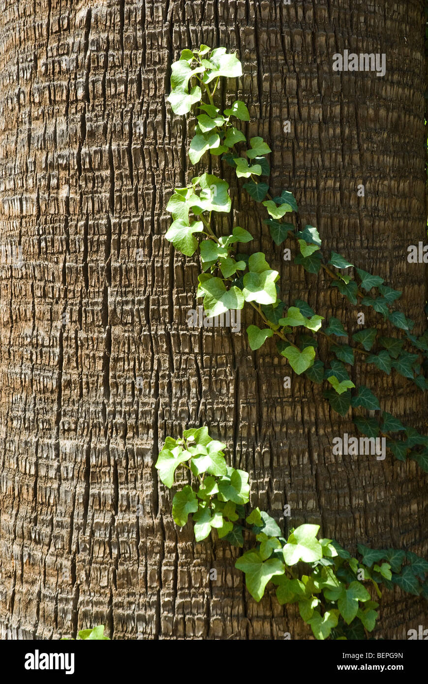 Ivy bark hi-res stock photography and images - Alamy