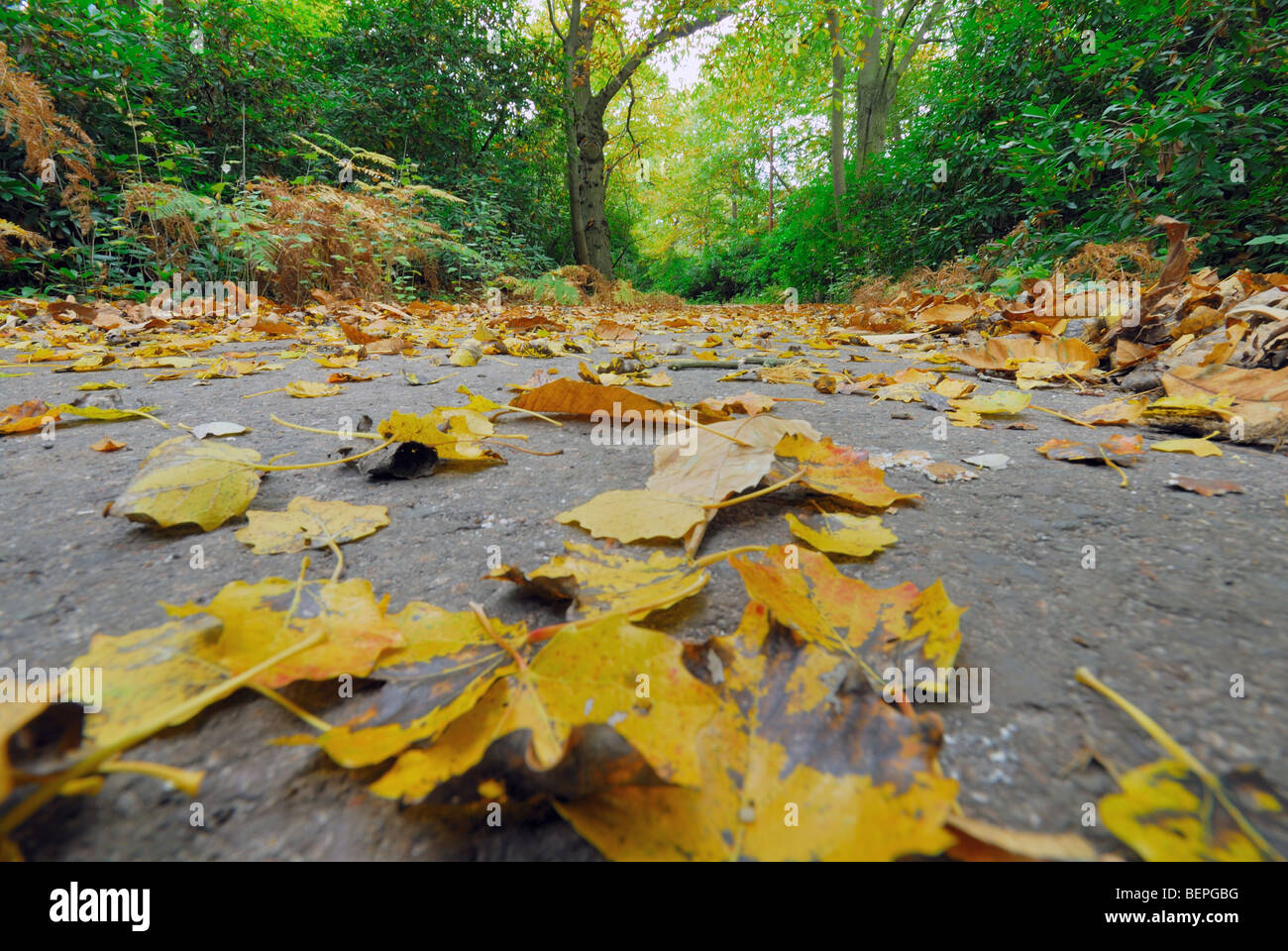 Autumnal british country lane Stock Photo - Alamy