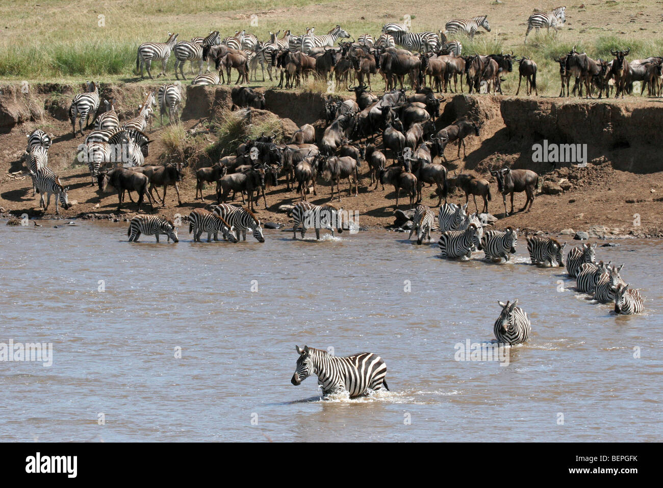 Zebras antelopes hi-res stock photography and images - Alamy