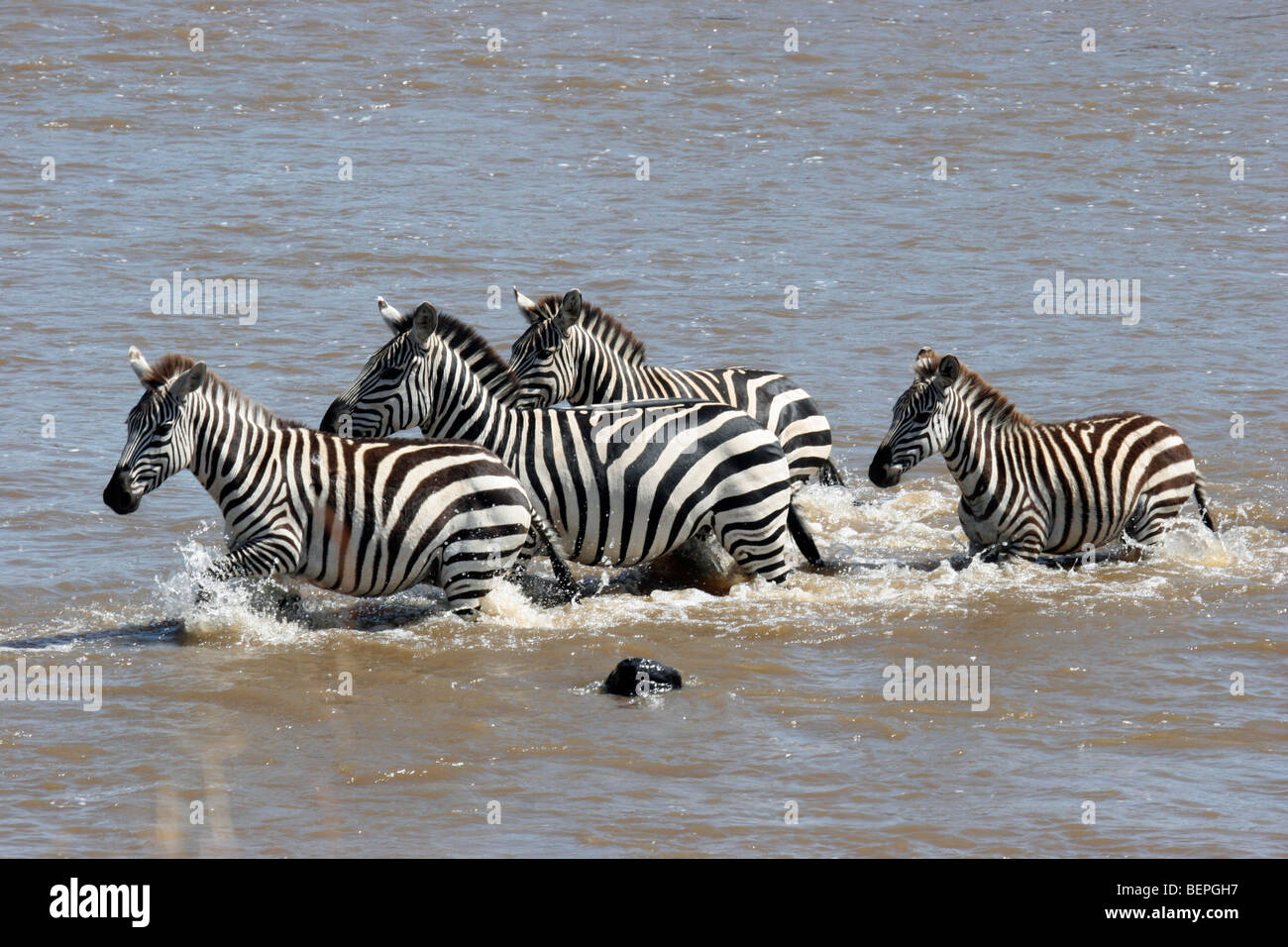 Common zebras (Equus burchelli) crossing the Mara River during ...