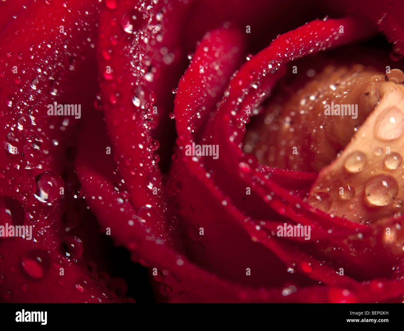 Beautiful red rose with water droplets close-up Stock Photo - Alamy