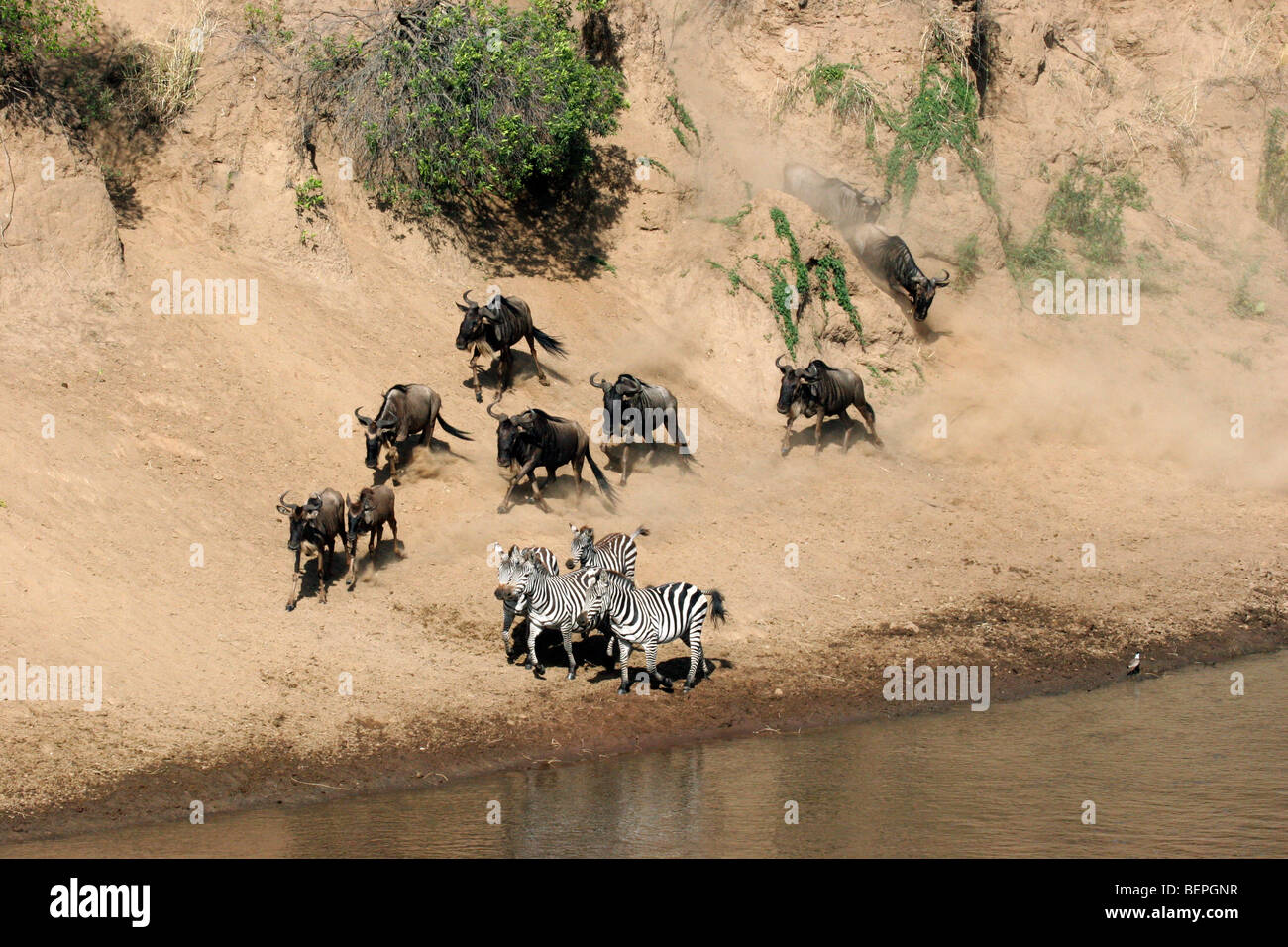 Blue wildebeest and common zebras crossing the Mara River during ...