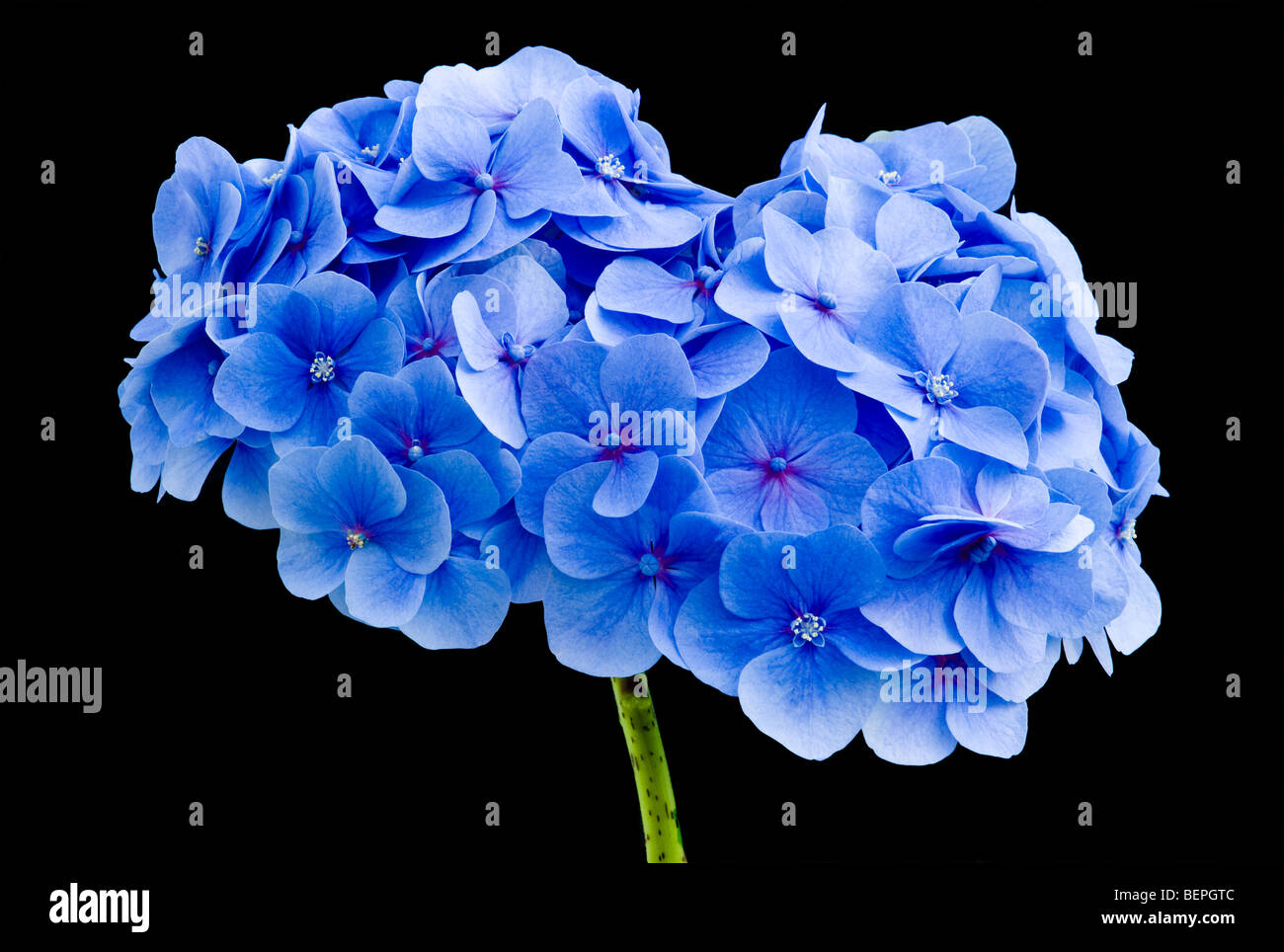 Hydrangea still life hi-res stock photography and images - Alamy