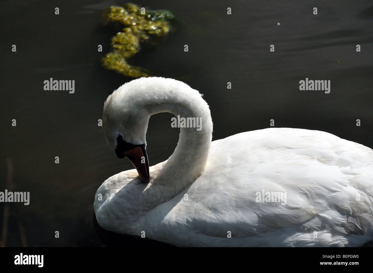 Swan with head down Stock Photo - Alamy