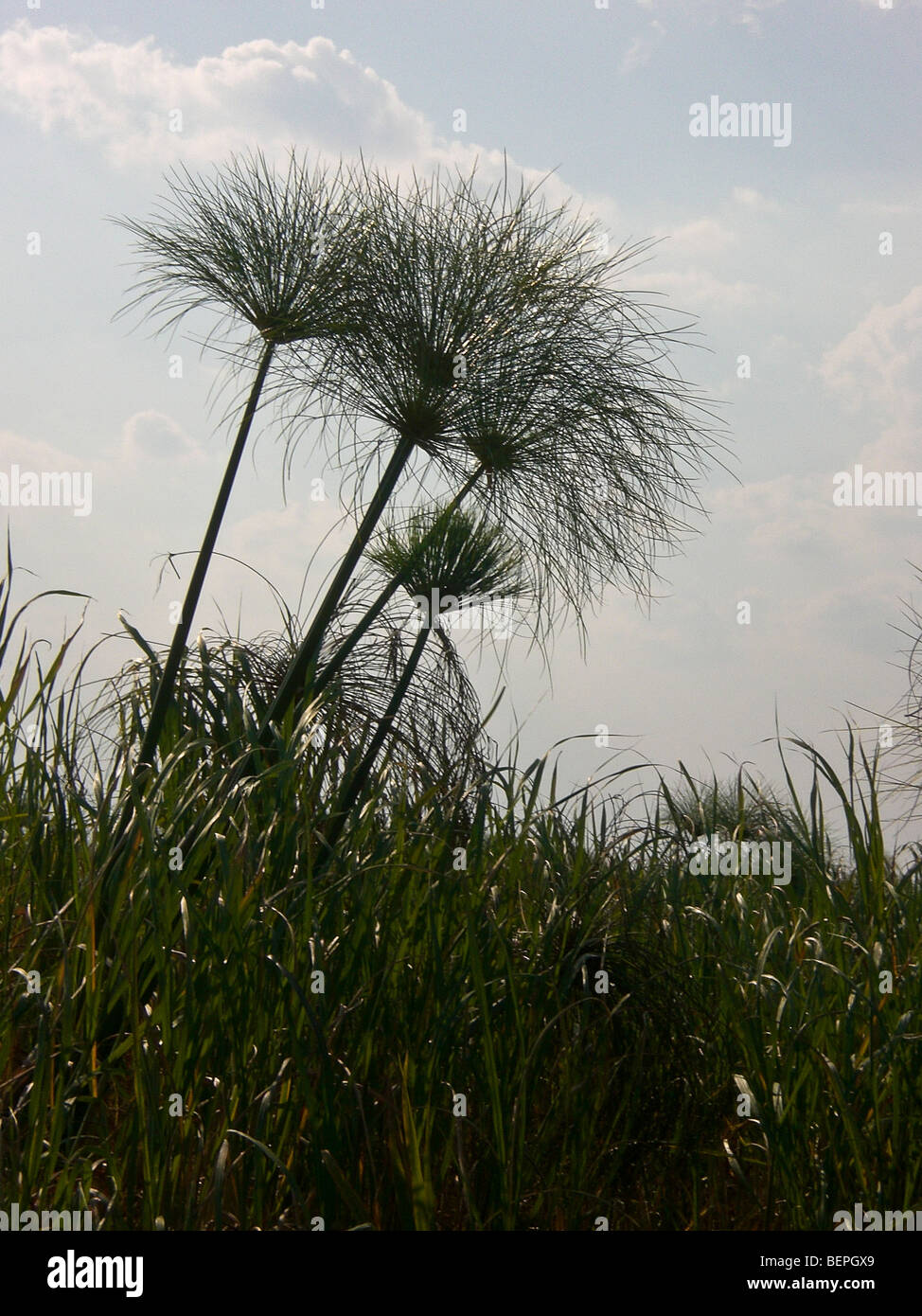 Cyperus papyrus africa hi-res stock photography and images - Alamy