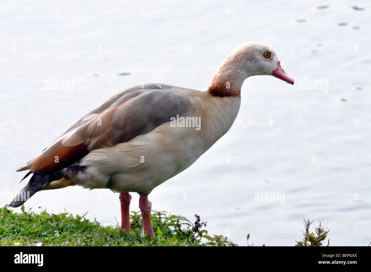 duck standing by lake Stock Photo - Alamy