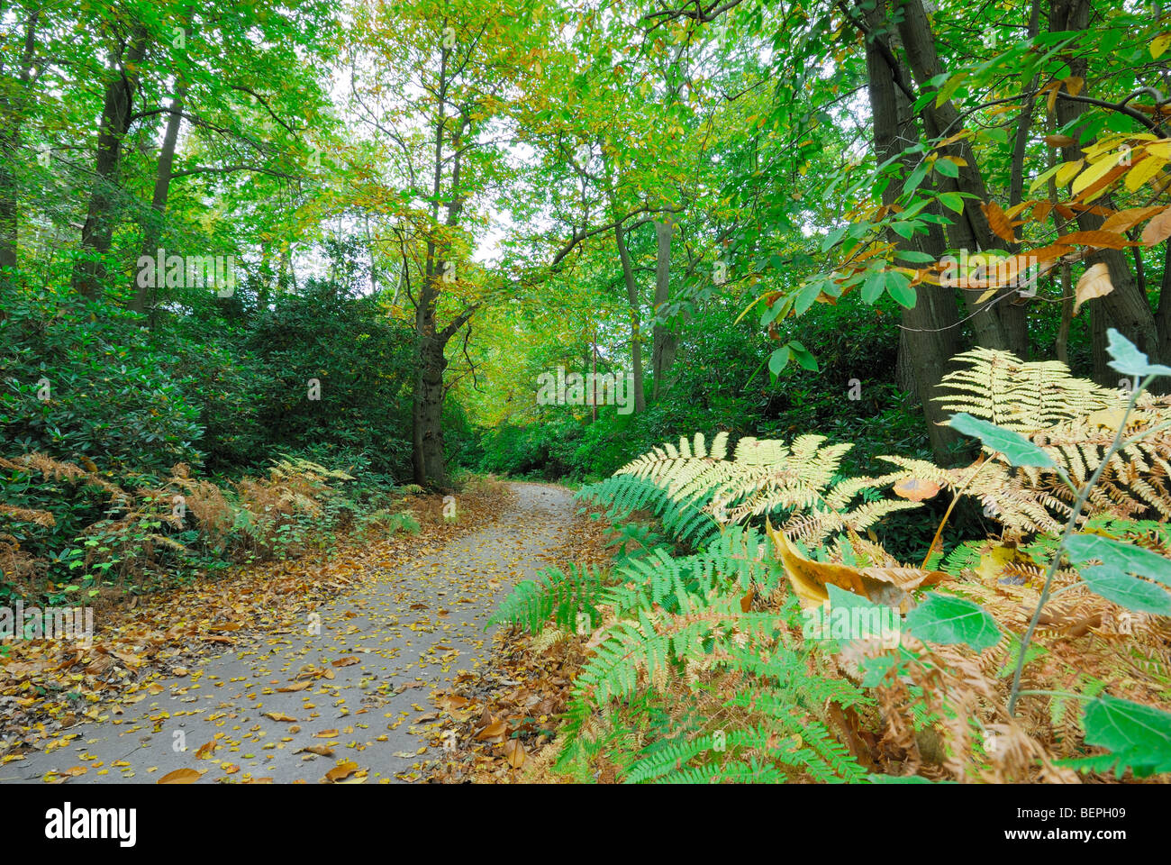 Autumnal british country lane Stock Photo - Alamy