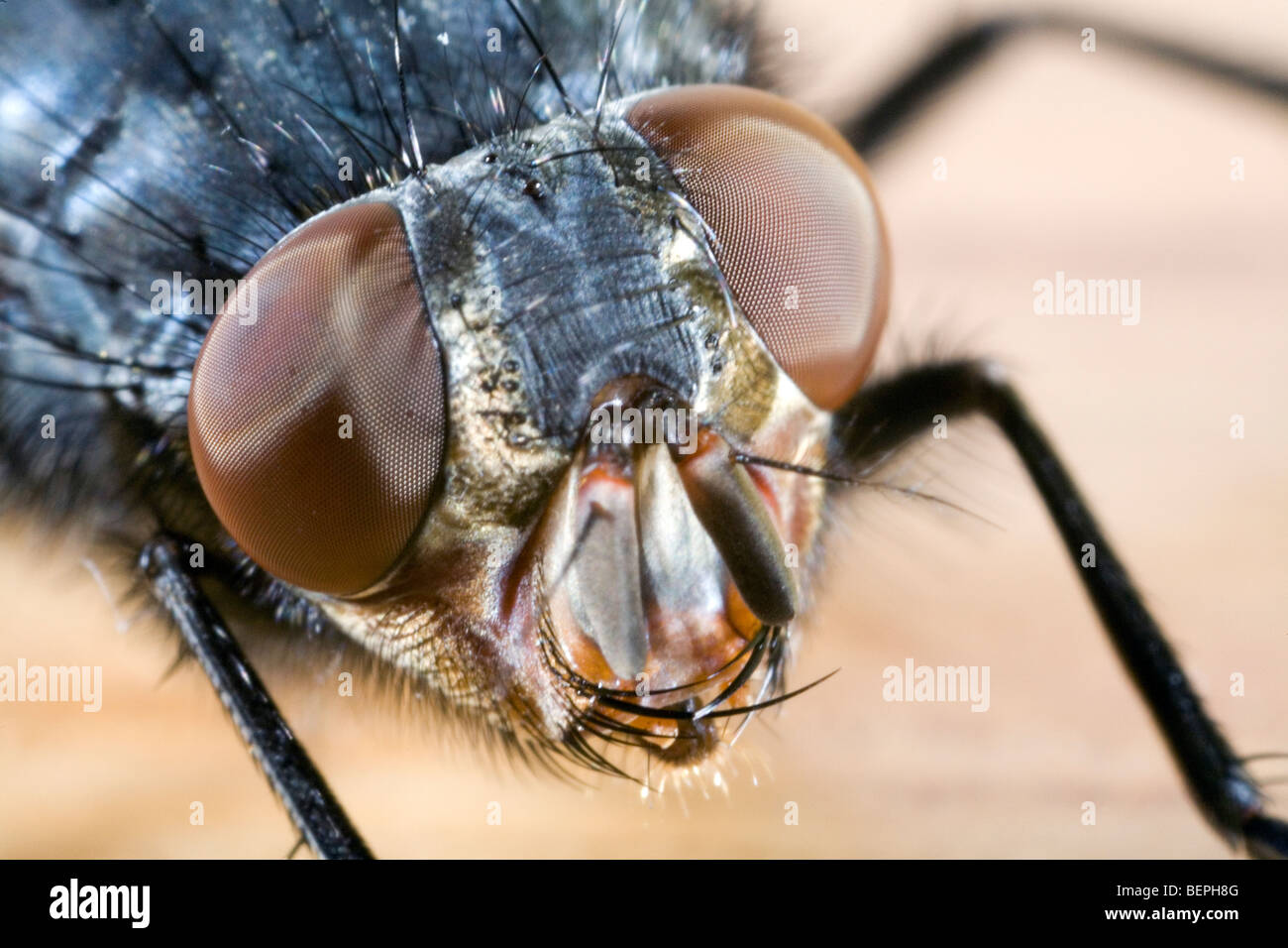 Extreme close-up view of a flesh fly (Musca sarcophaga Stock Photo - Alamy