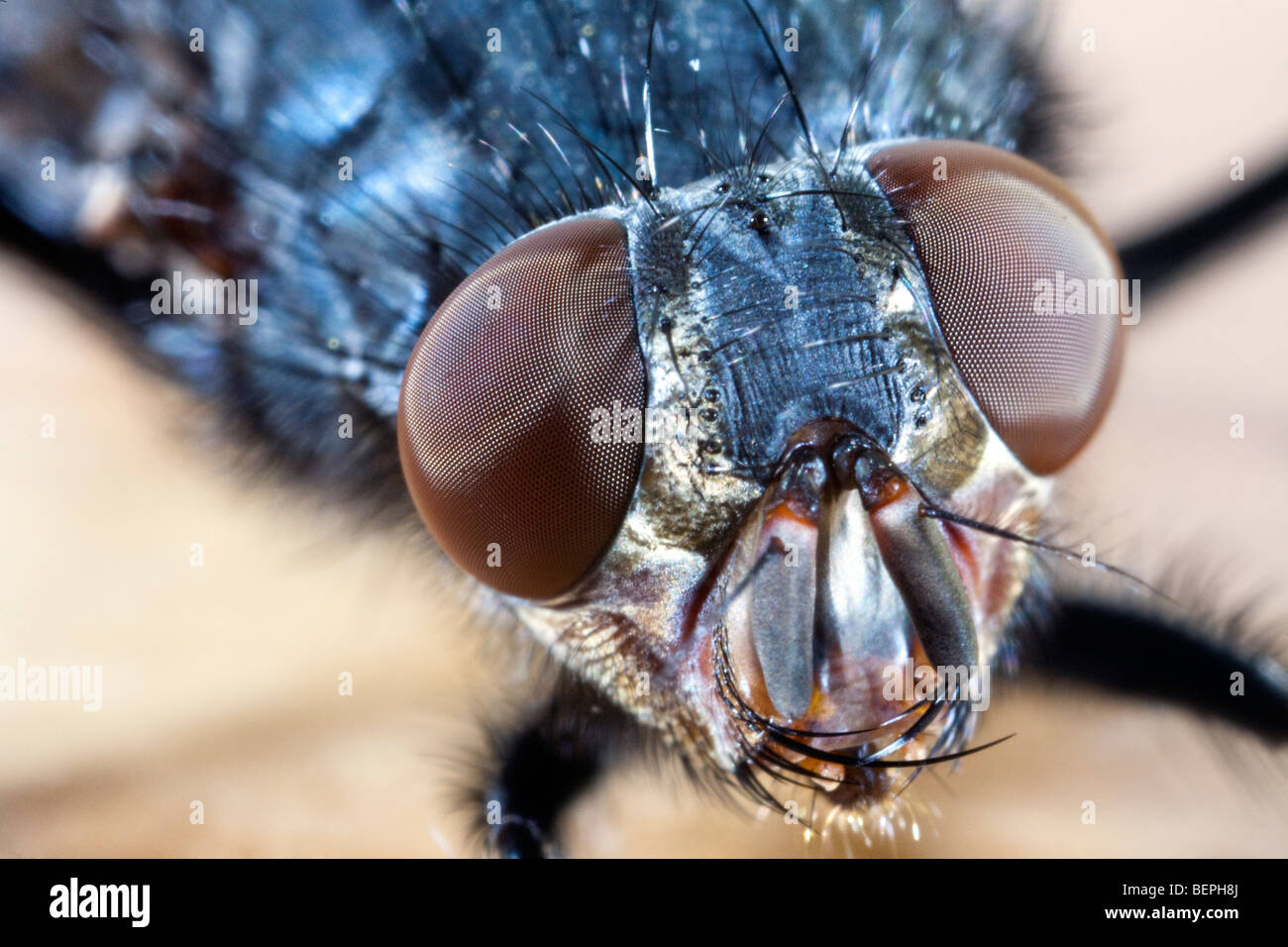 Extreme close-up view of a flesh fly (Musca sarcophaga Stock Photo - Alamy