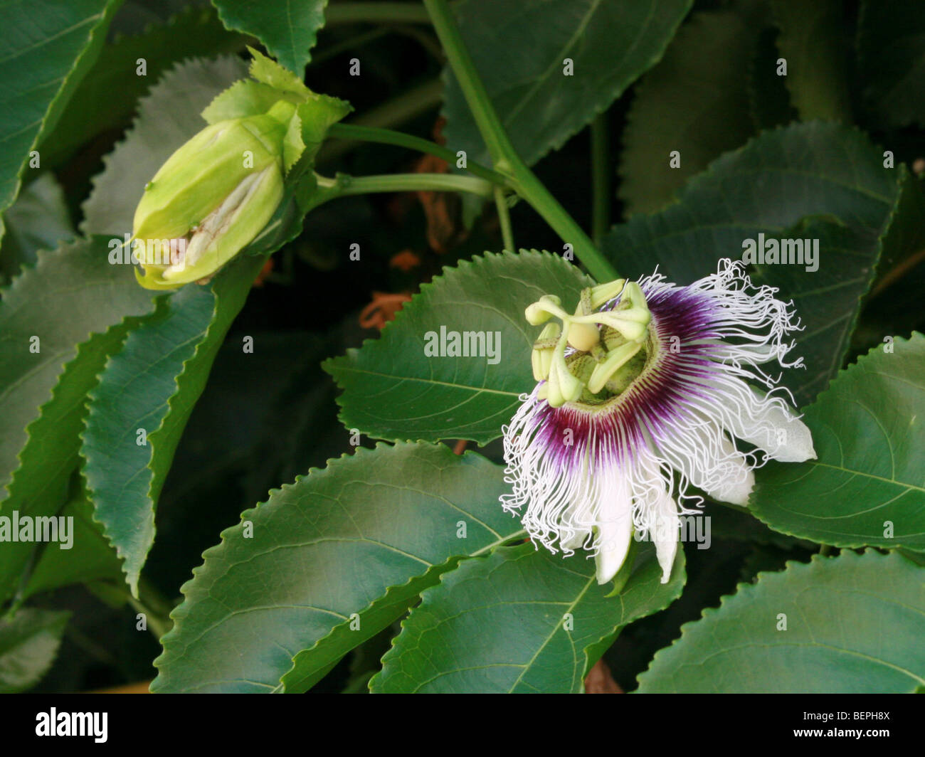 Granadilla passiflora edulis hi-res stock photography and images - Alamy