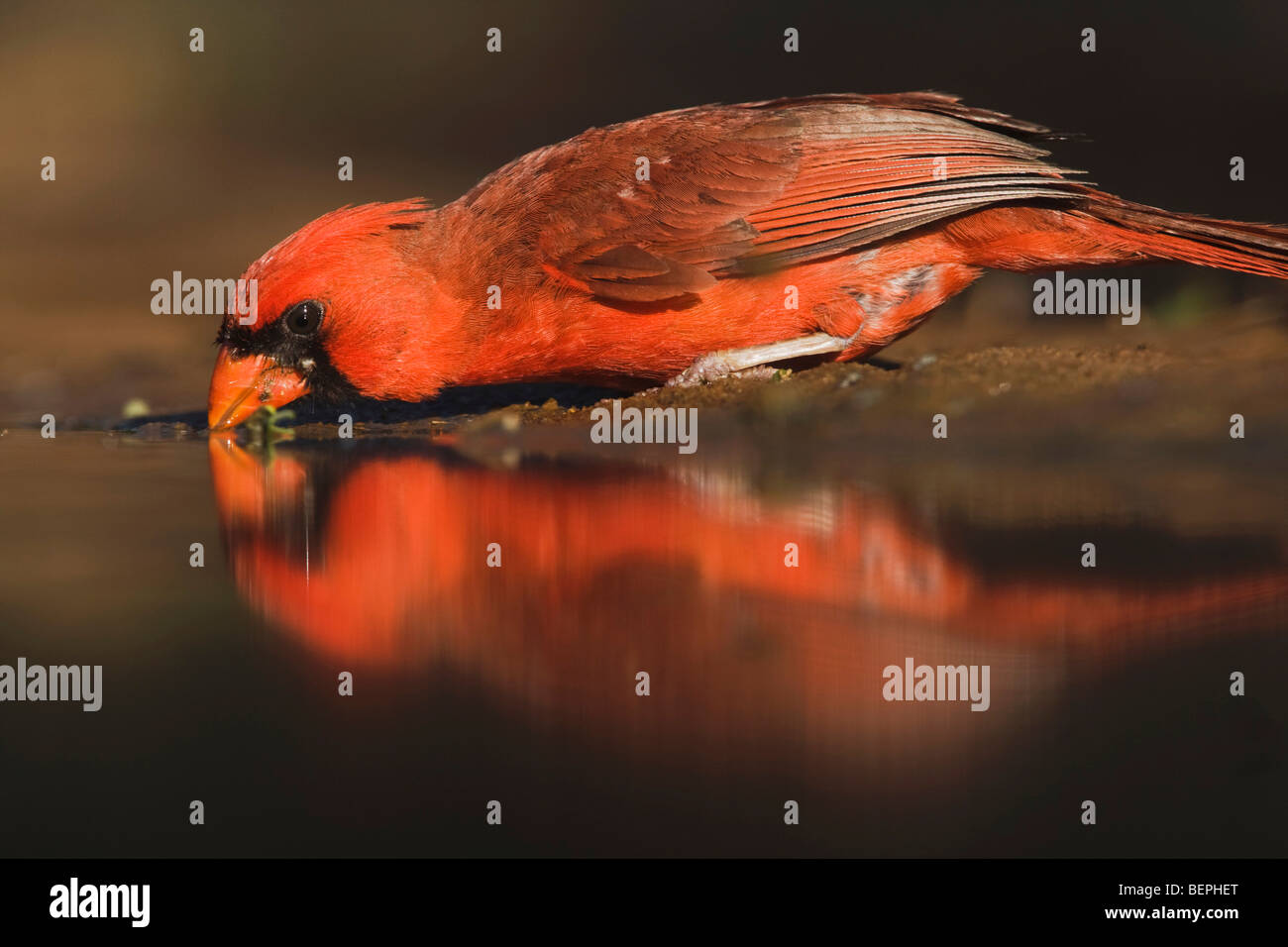 Northern Cardinal (Cardinalis cardinalis),male drinking, Rio Grande ...