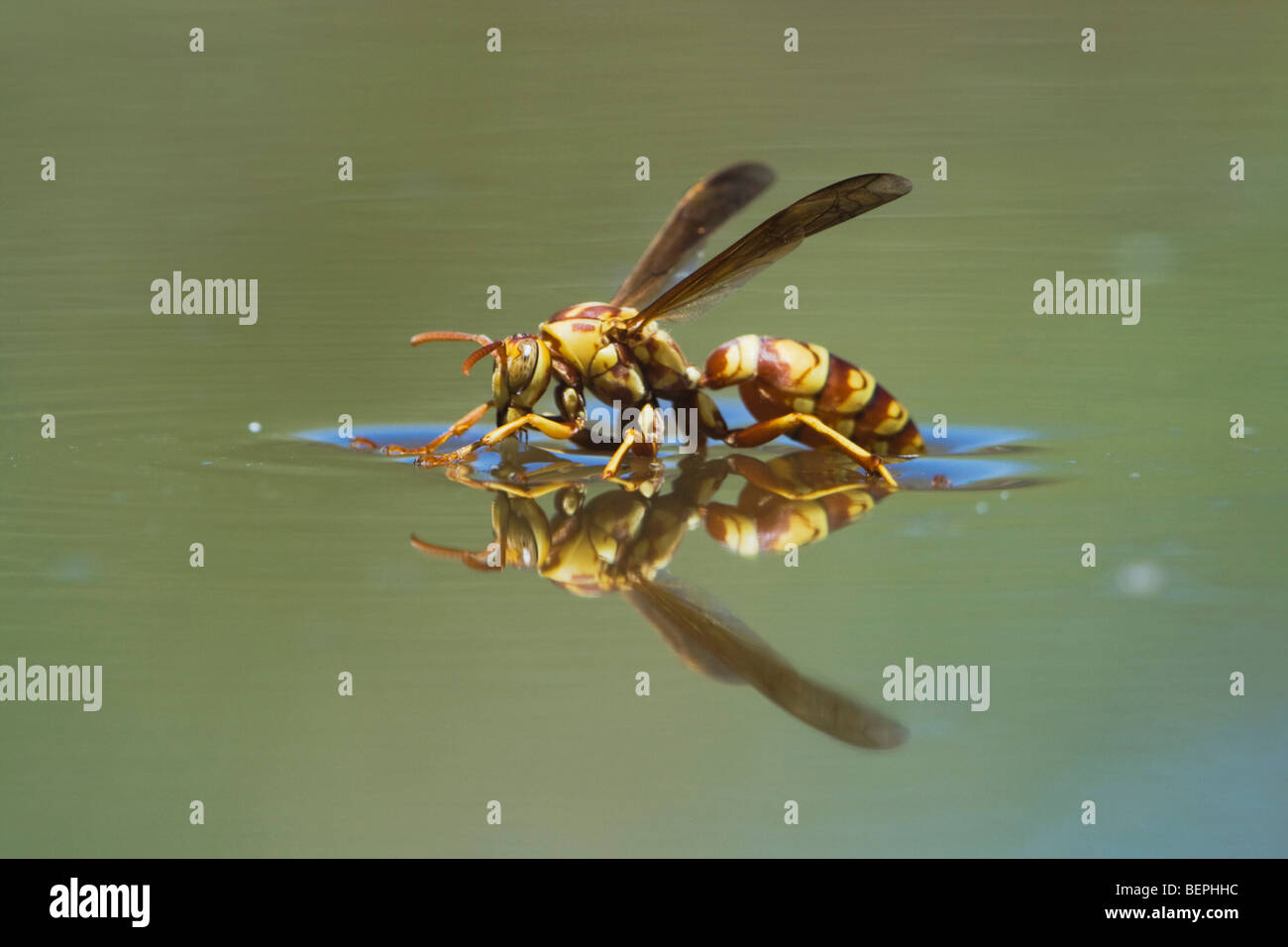 Paper Wasp (Polistes sp.), wasp drinking from water surface, Rio Grande ...