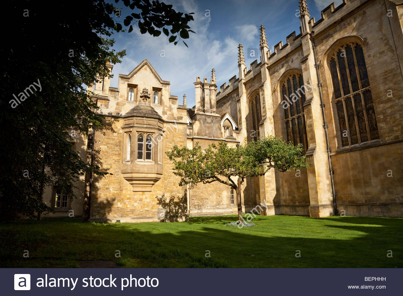 Isaac Newton Apple Tree High Resolution Stock Photography and Images ...