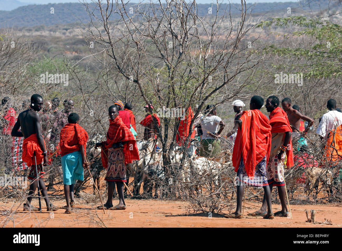 Kenya cattle market hi-res stock photography and images - Alamy