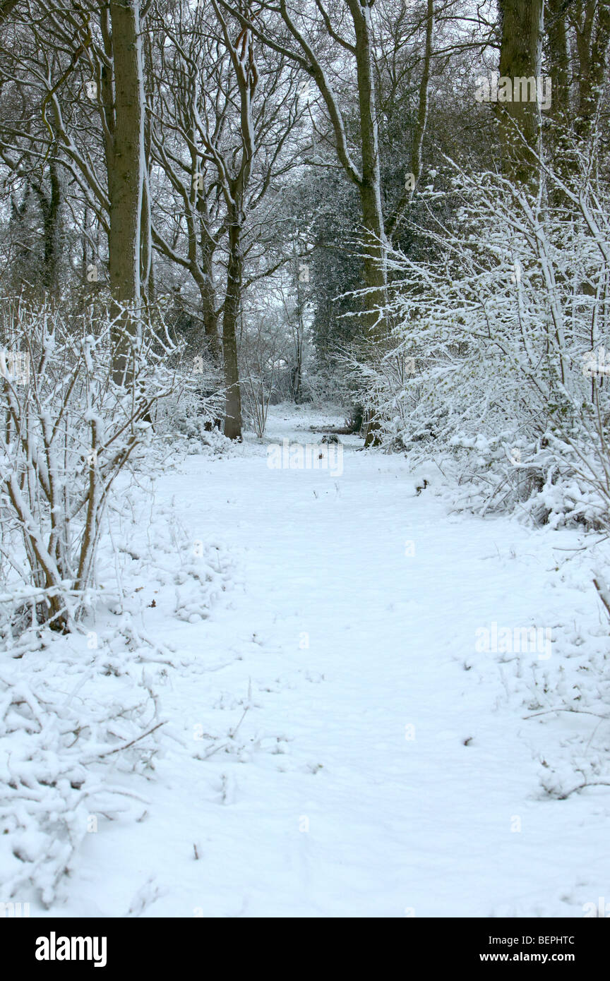 Path through wood trees hi-res stock photography and images - Alamy