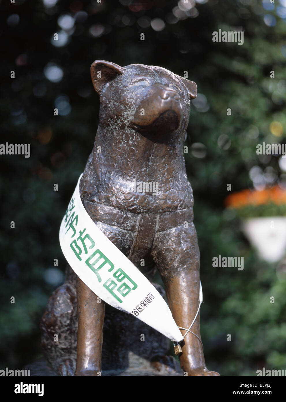 Bronze Statue of Hachiko by Shibuya Station, Tokyo, Japan Stock Photo ...