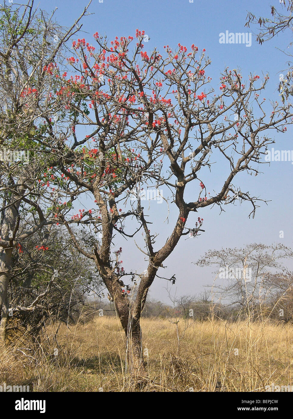 African flame tree hi-res stock photography and images - Alamy