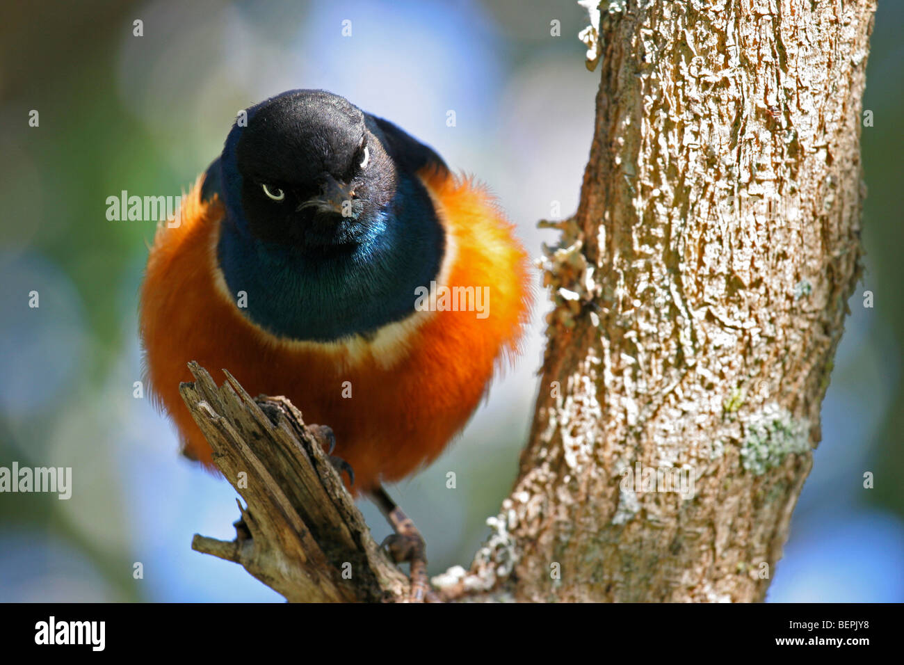 Superb starling (Lamprotornis superbus / Spreo superbus) perched in ...
