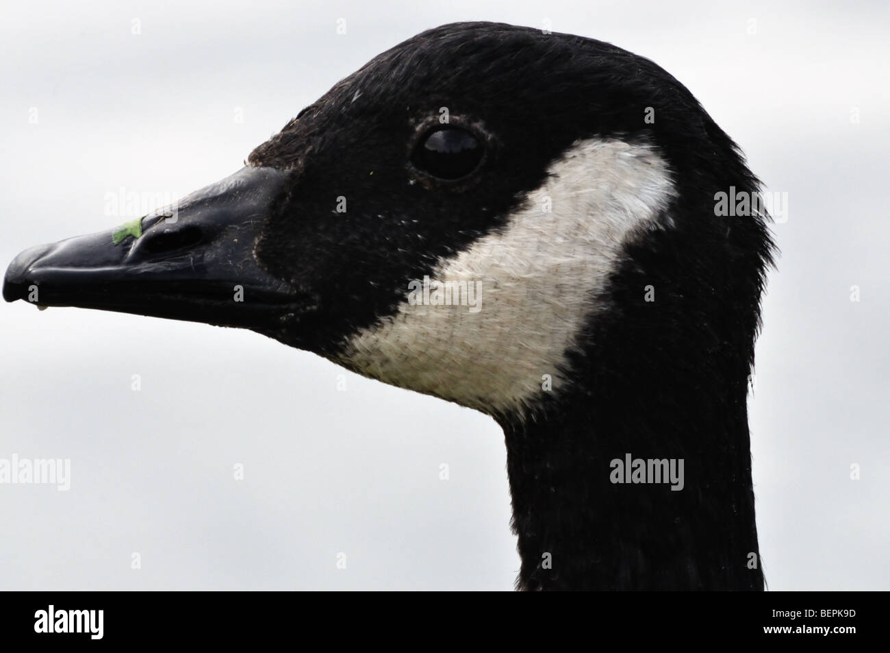 Goose profile hi-res stock photography and images - Alamy