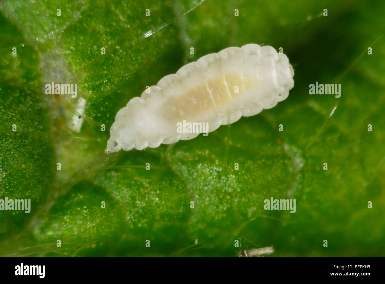 Blackberry midge (Dasineura plicatrix) larvae on a leaf Stock Photo - Alamy