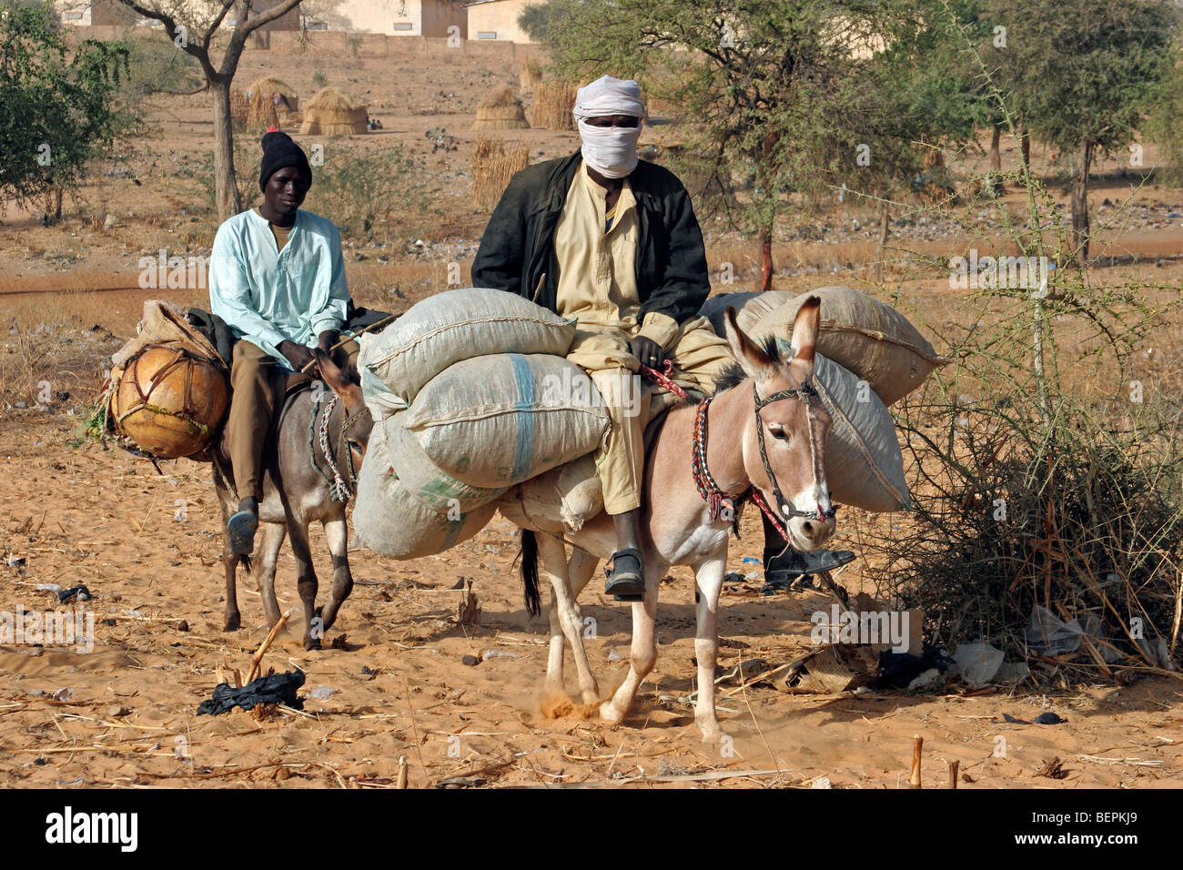 Black men riding donkeys (Equus asinus) with merchandise, Zinder, Niger ...