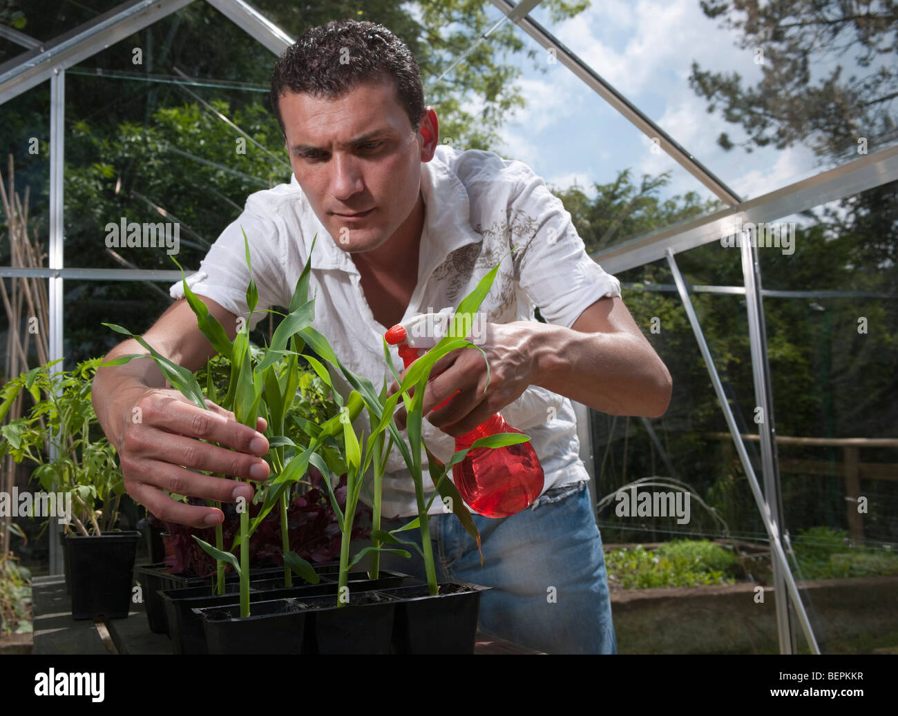 Domestic greenhouse and spray hi-res stock photography and images - Alamy
