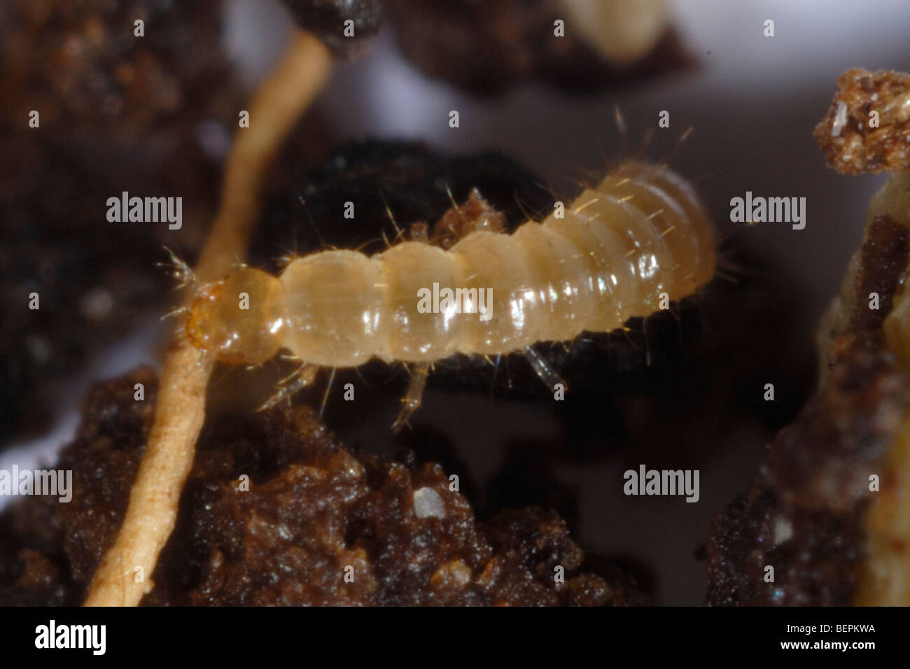 Greenhouse rove beetle (Dalotia coraria) larva predator of glasshouse ...