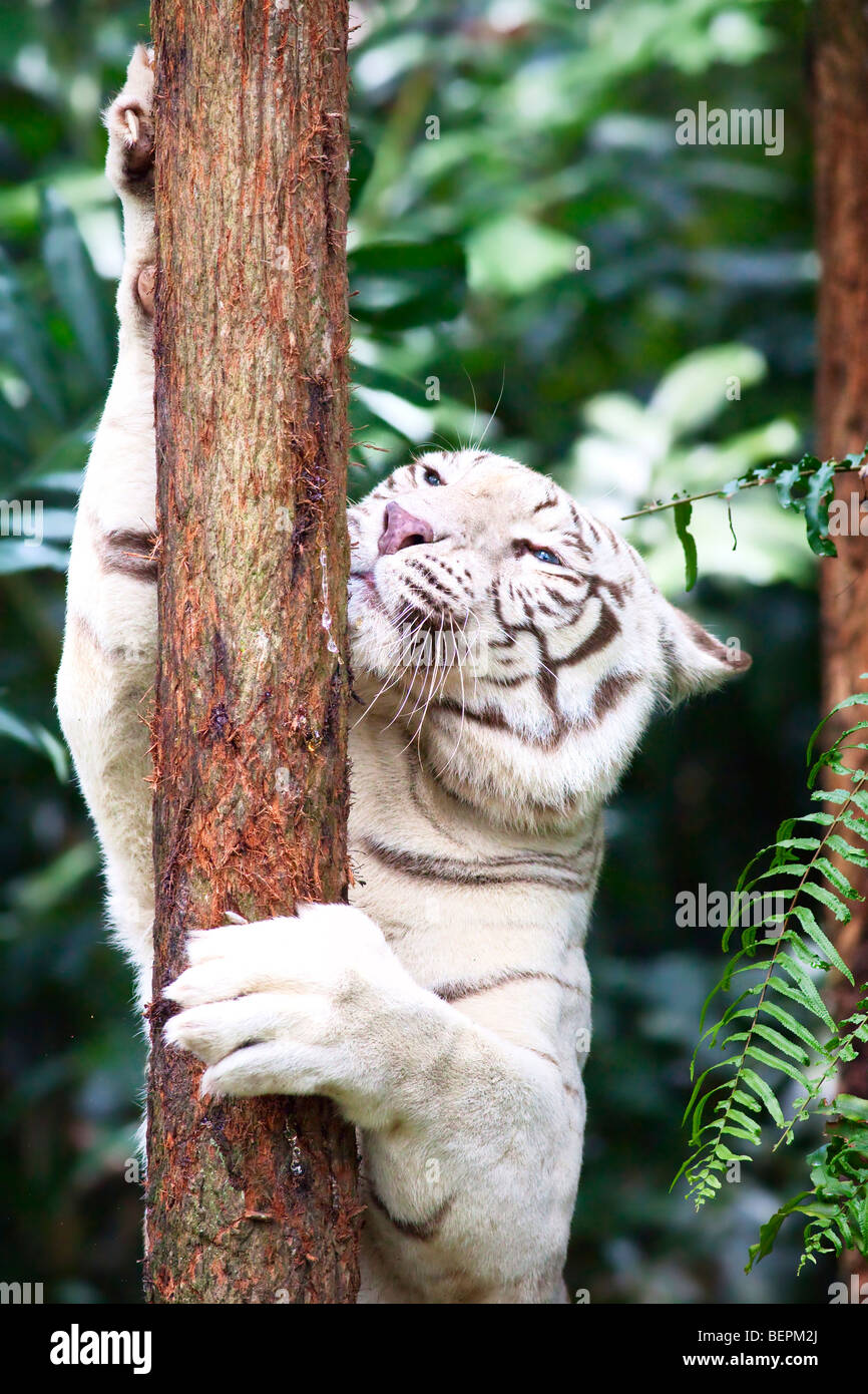 Portrait of a Bengal White Tiger Stock Photo - Alamy