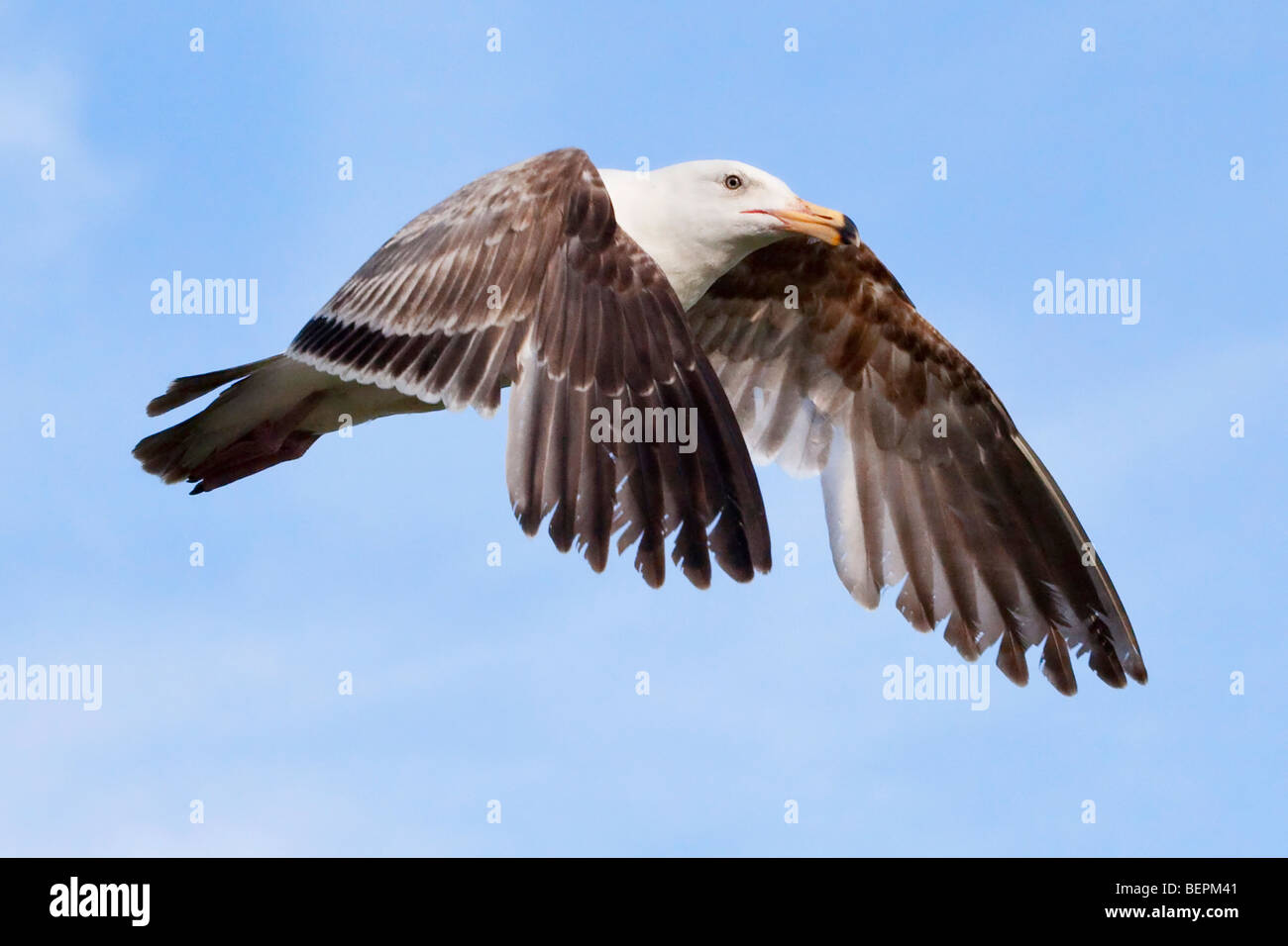 A seagull flying overhead on a fine day Stock Photo - Alamy