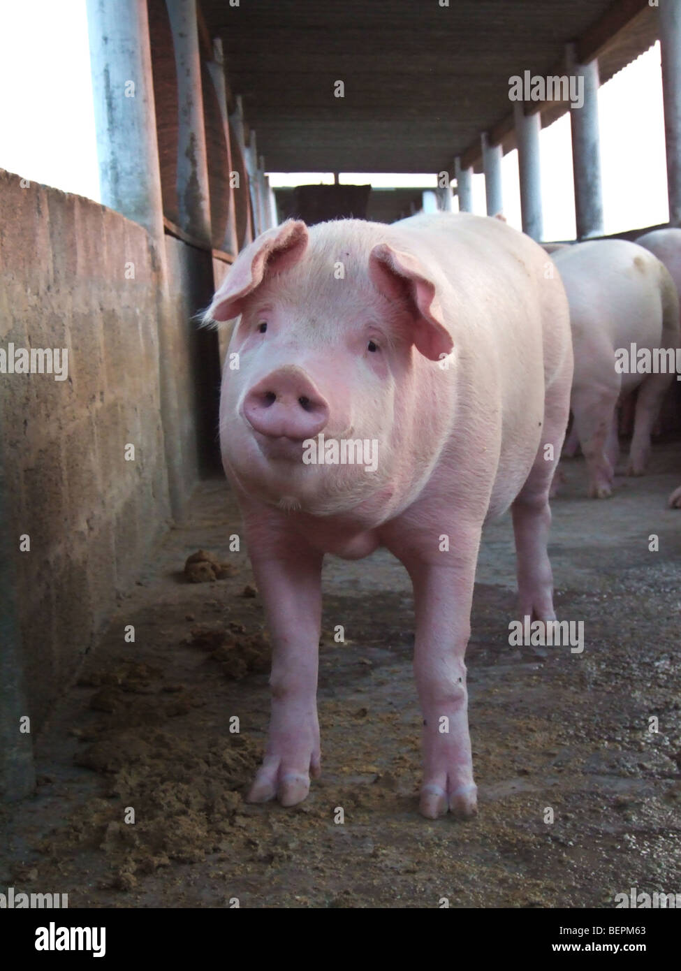 Commercial Pigs High Resolution Stock Photography and Images - Alamy