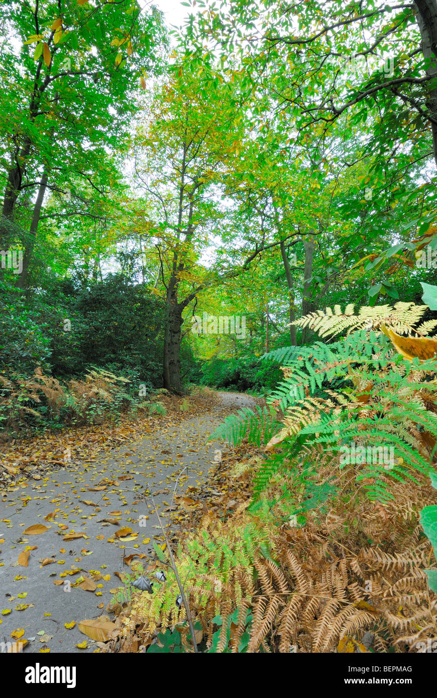 Autumnal british country lane Stock Photo - Alamy