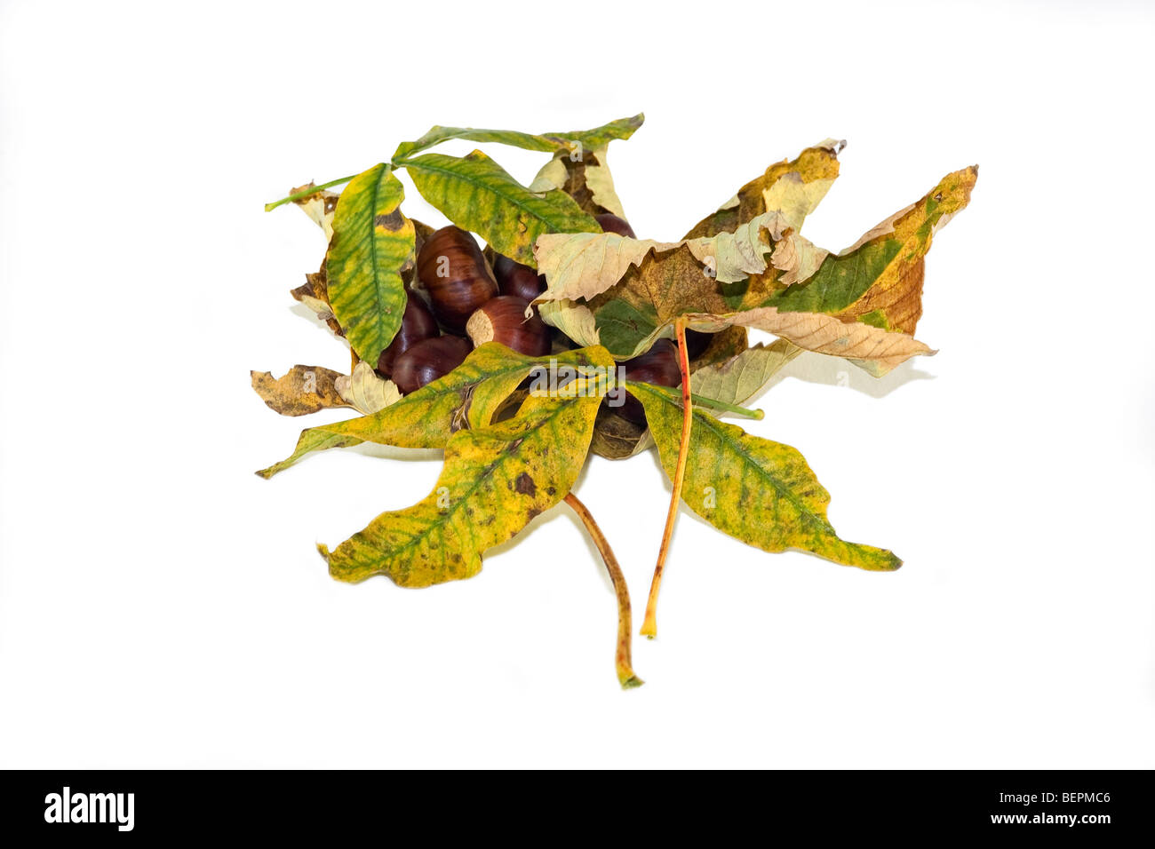 Red chestnut tree park Cut Out Stock Images & Pictures - Alamy