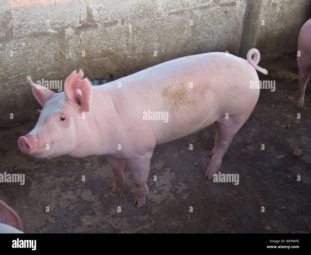 Pig Domestic High Resolution Stock Photography and Images - Alamy