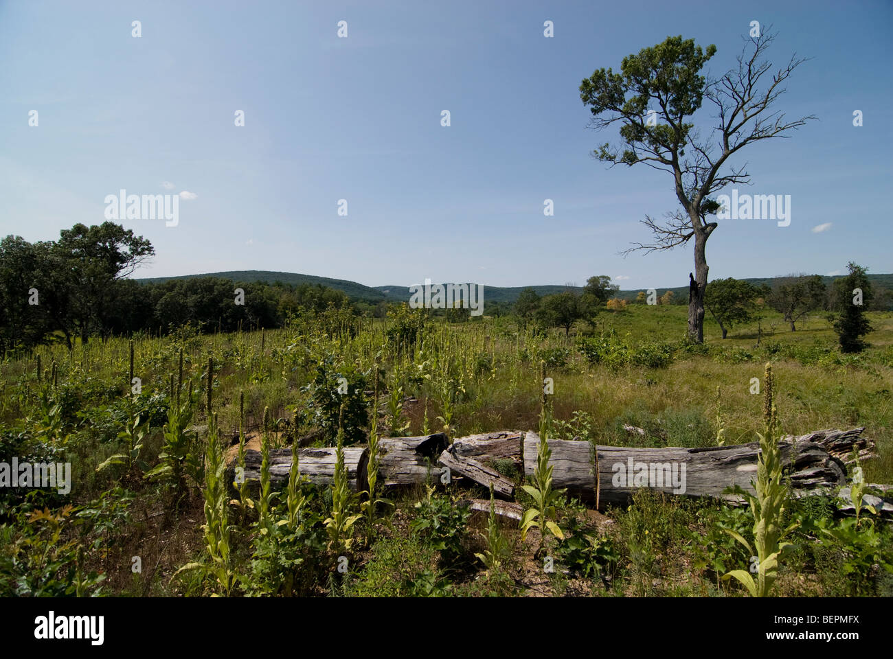 A field of Common Mullein and trees with open blue sky Stock Photo - Alamy