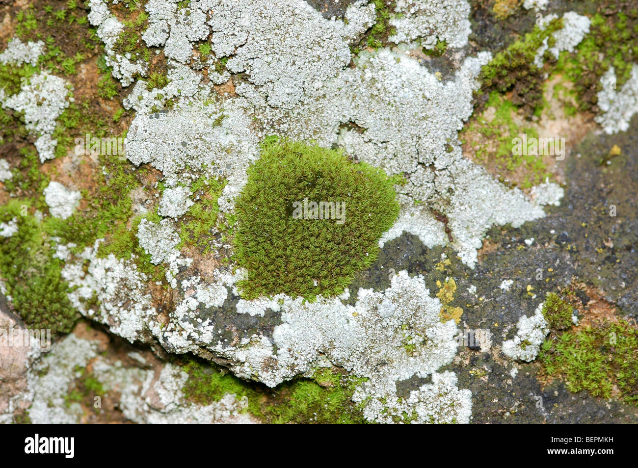 Bryophyte grows on a rock Stock Photo - Alamy