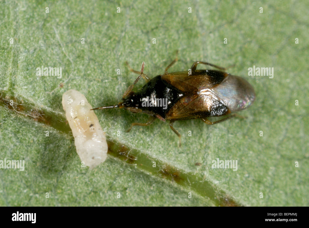 Bug larva hi-res stock photography and images - Alamy