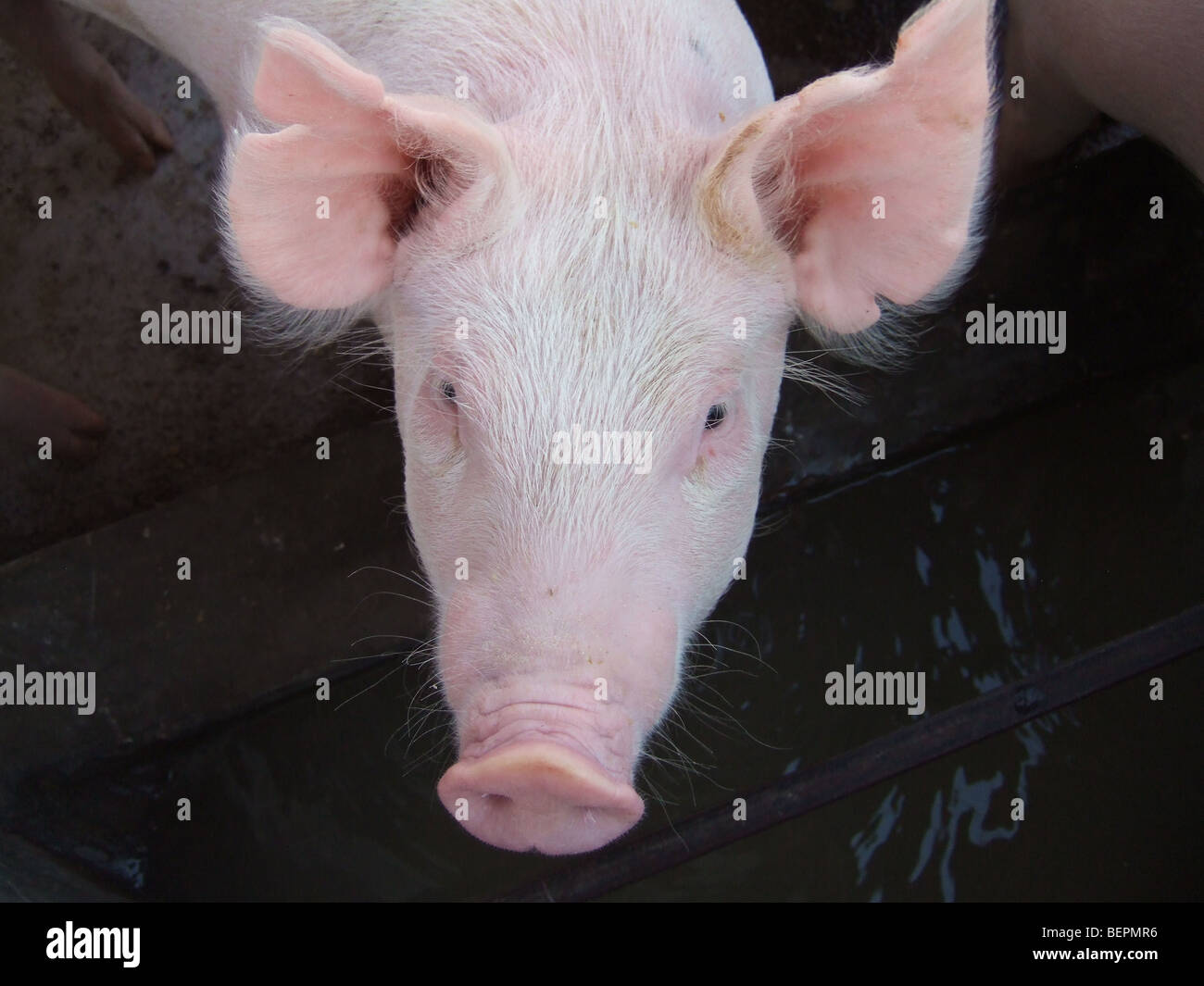 Large White commercial pig Kafue Zambia Africa Stock Photo - Alamy