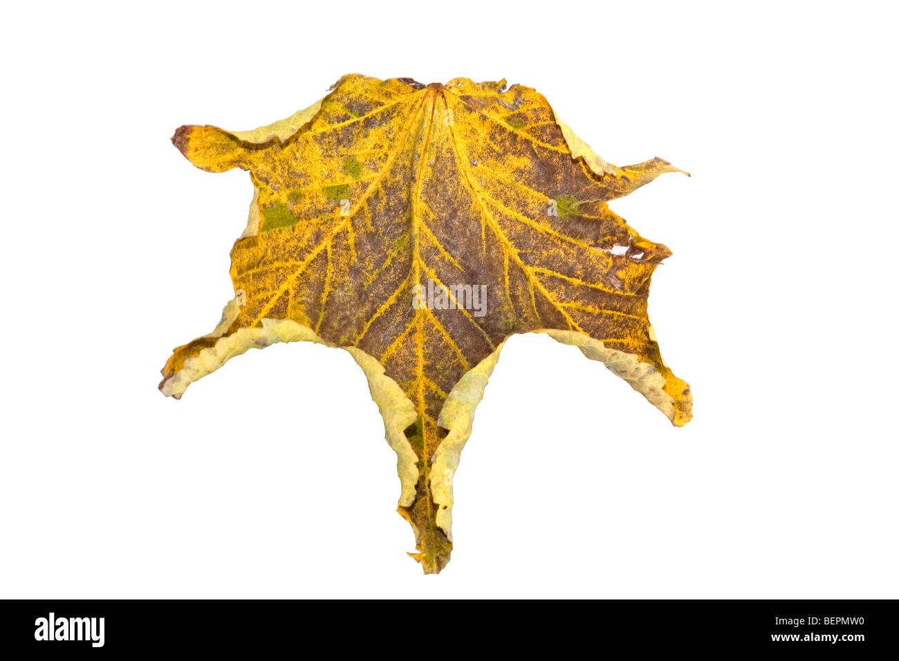 Ground greenery Cut Out Stock Images & Pictures - Alamy