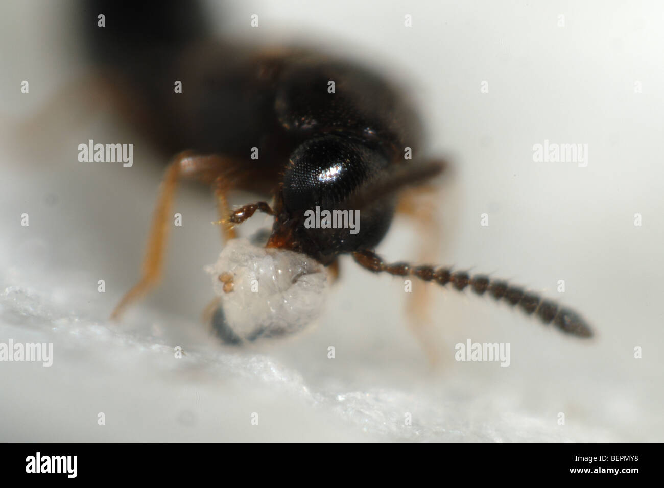 Dipteran hi-res stock photography and images - Alamy