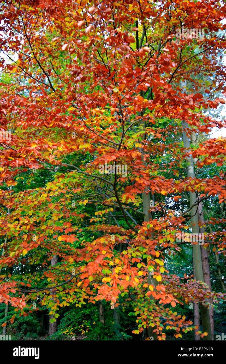 Autumn Beech Tree Leaves Fagus sylvatica English Woodland Sherwood ...