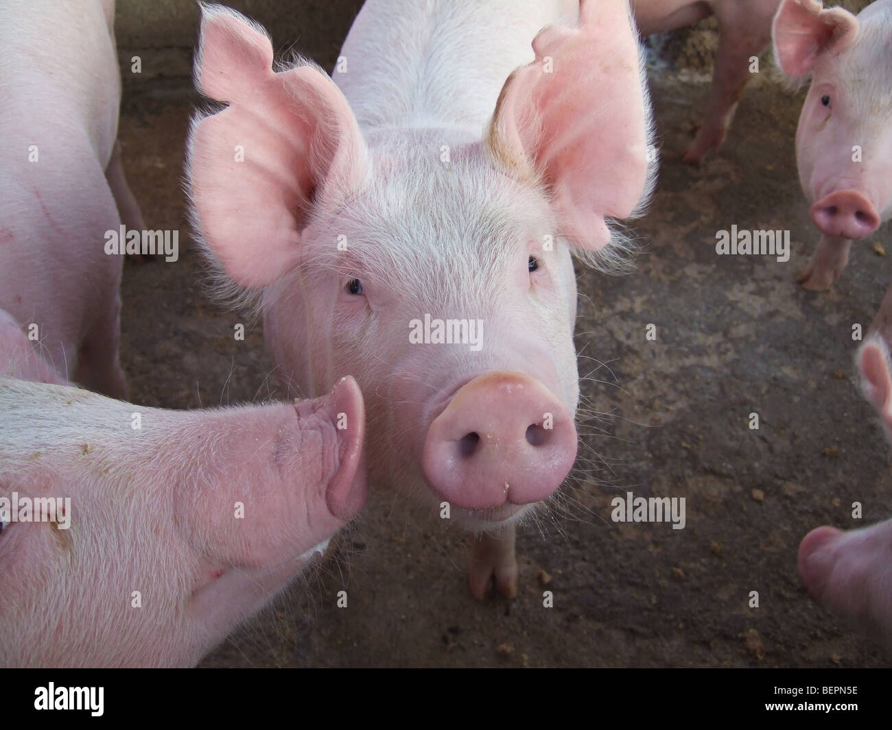 Large white pig pig hi-res stock photography and images - Alamy