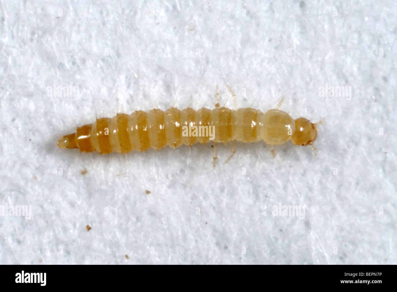 Greenhouse rove beetle (Dalotia coraria) larva predator of glasshouse ...