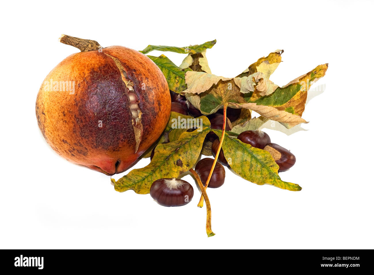 Adapting nature Cut Out Stock Images & Pictures - Alamy