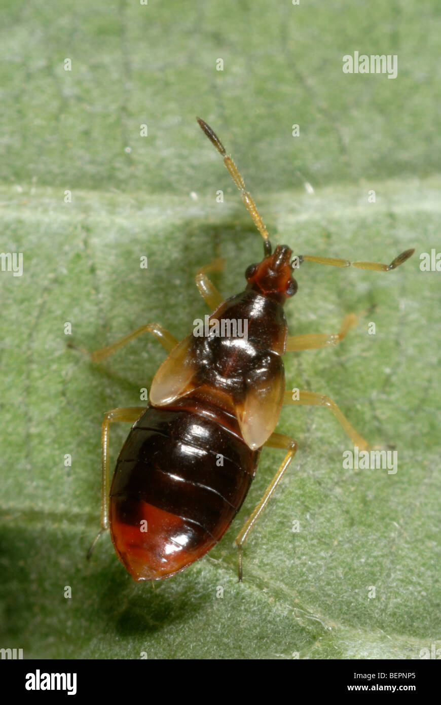 A predatory flower bug (Anthoris nemoralis) nymph Stock Photo - Alamy