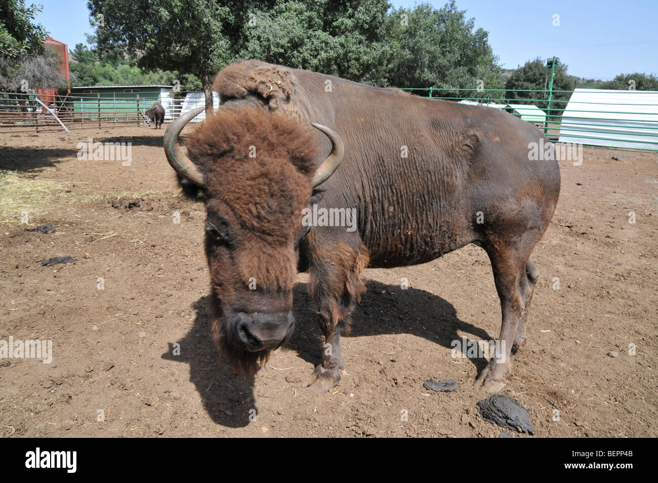 American zoos hi-res stock photography and images - Alamy