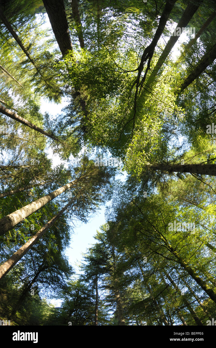 Big mature trees hi-res stock photography and images - Alamy