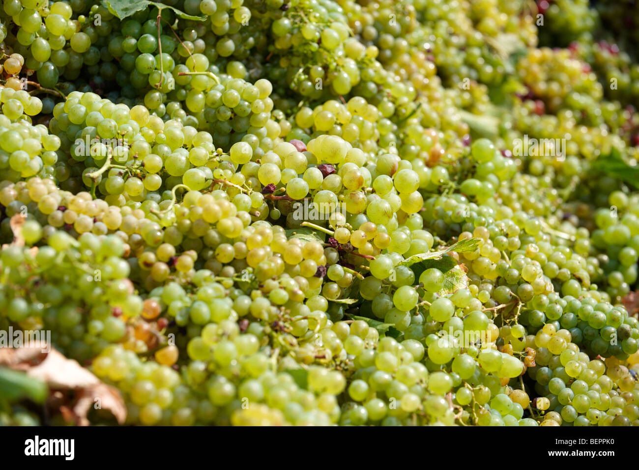 Grape harvest hi-res stock photography and images - Alamy